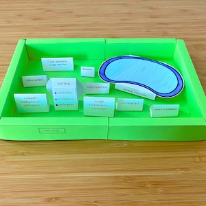 Paper Plant Cell Model - Etsy