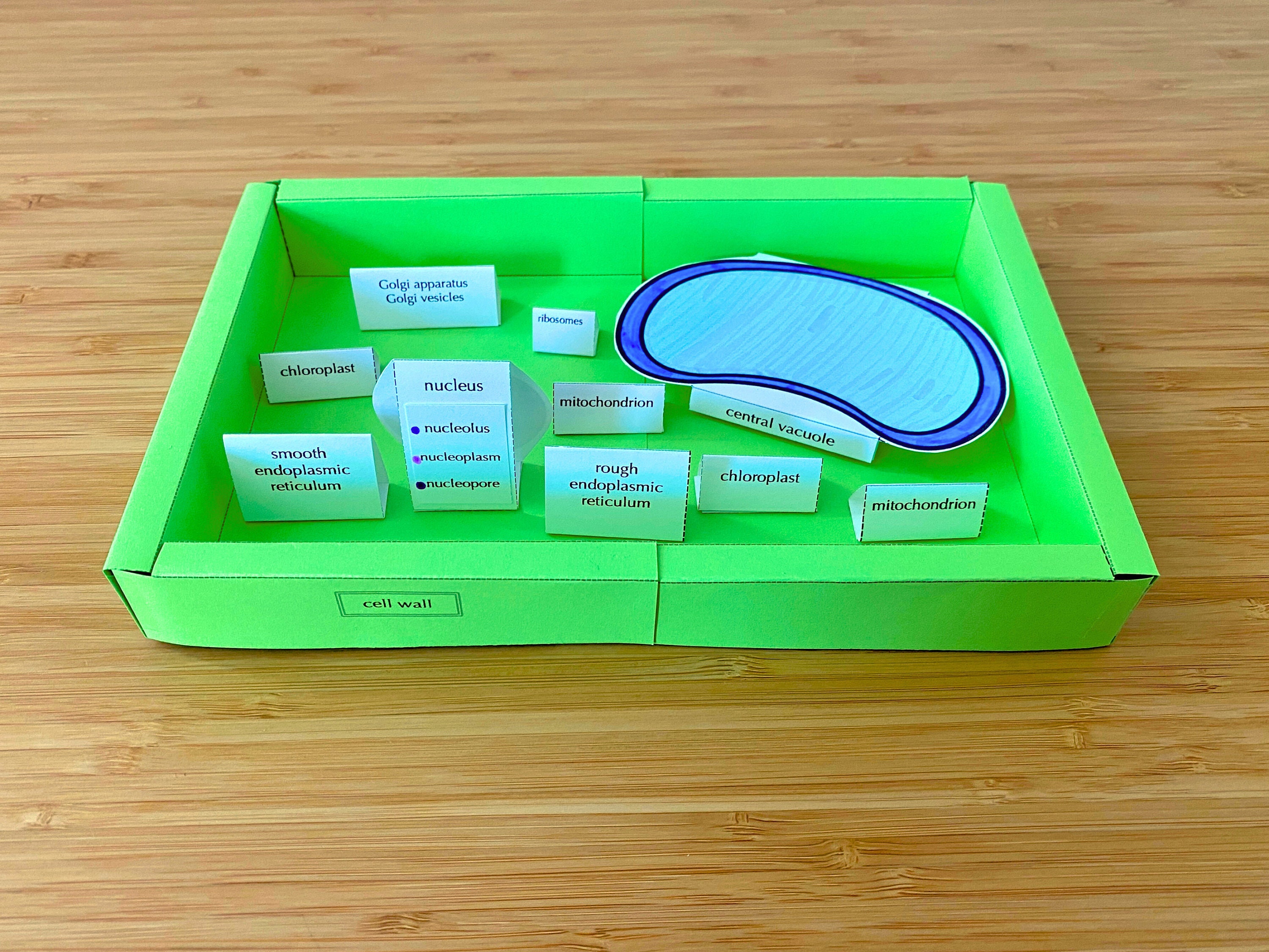 Paper Plant Cell Model - Etsy