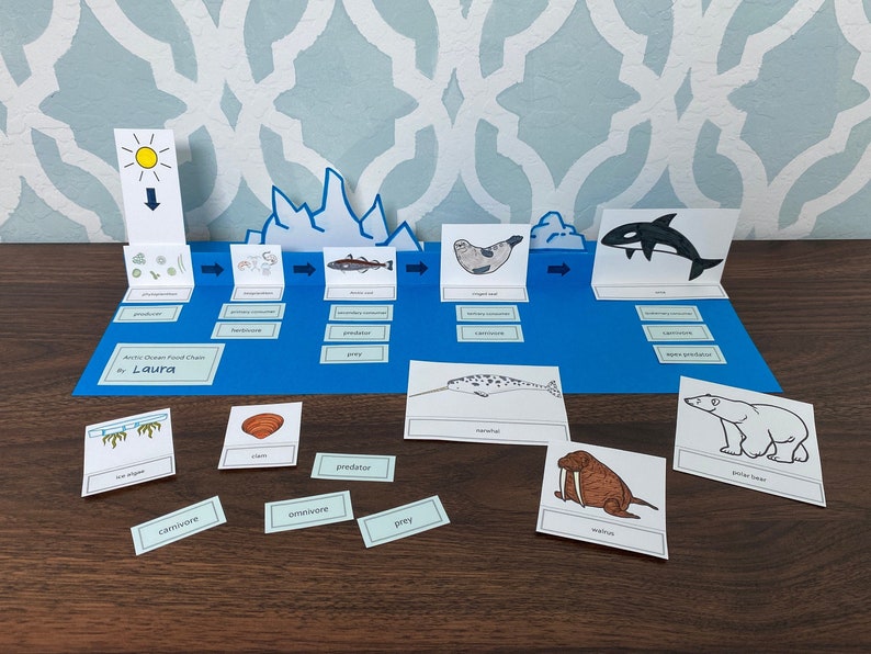 Arctic Ocean Food Chain Printable - Etsy