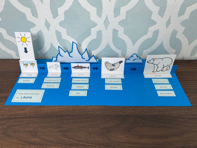 Arctic Ocean Food Chain Printable - Etsy