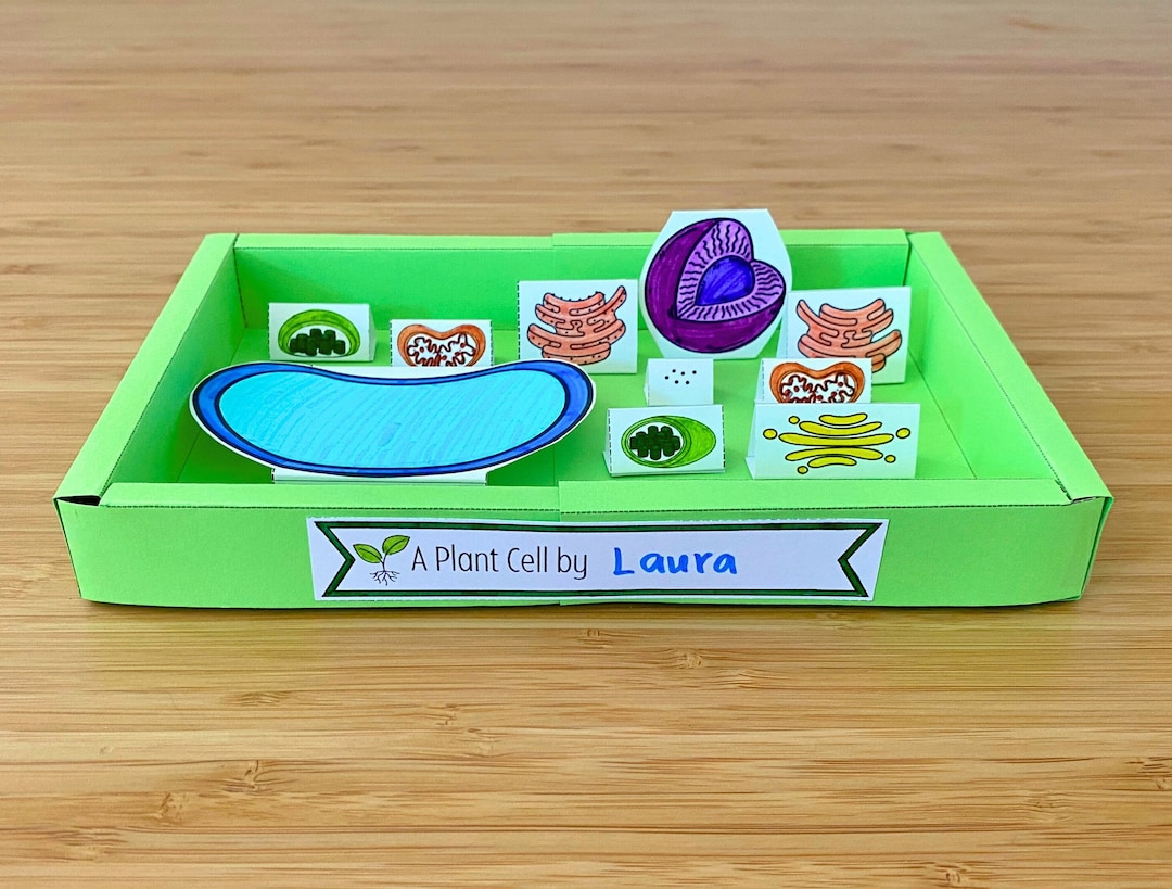 Paper Plant Cell Model - Etsy