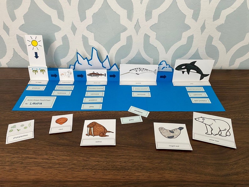 Arctic Ocean Food Chain Printable - Etsy