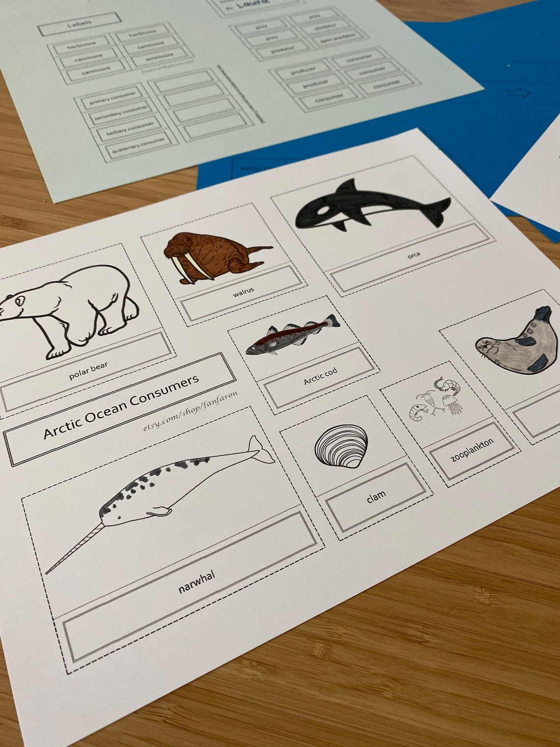 Arctic Ocean Food Chain Printable - Etsy
