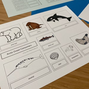 Arctic Ocean Food Chain Printable - Etsy