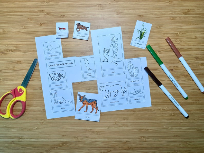 Sonoran Desert Food Chain Printable - Etsy