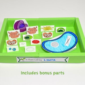 Paper Plant Cell Model - Etsy