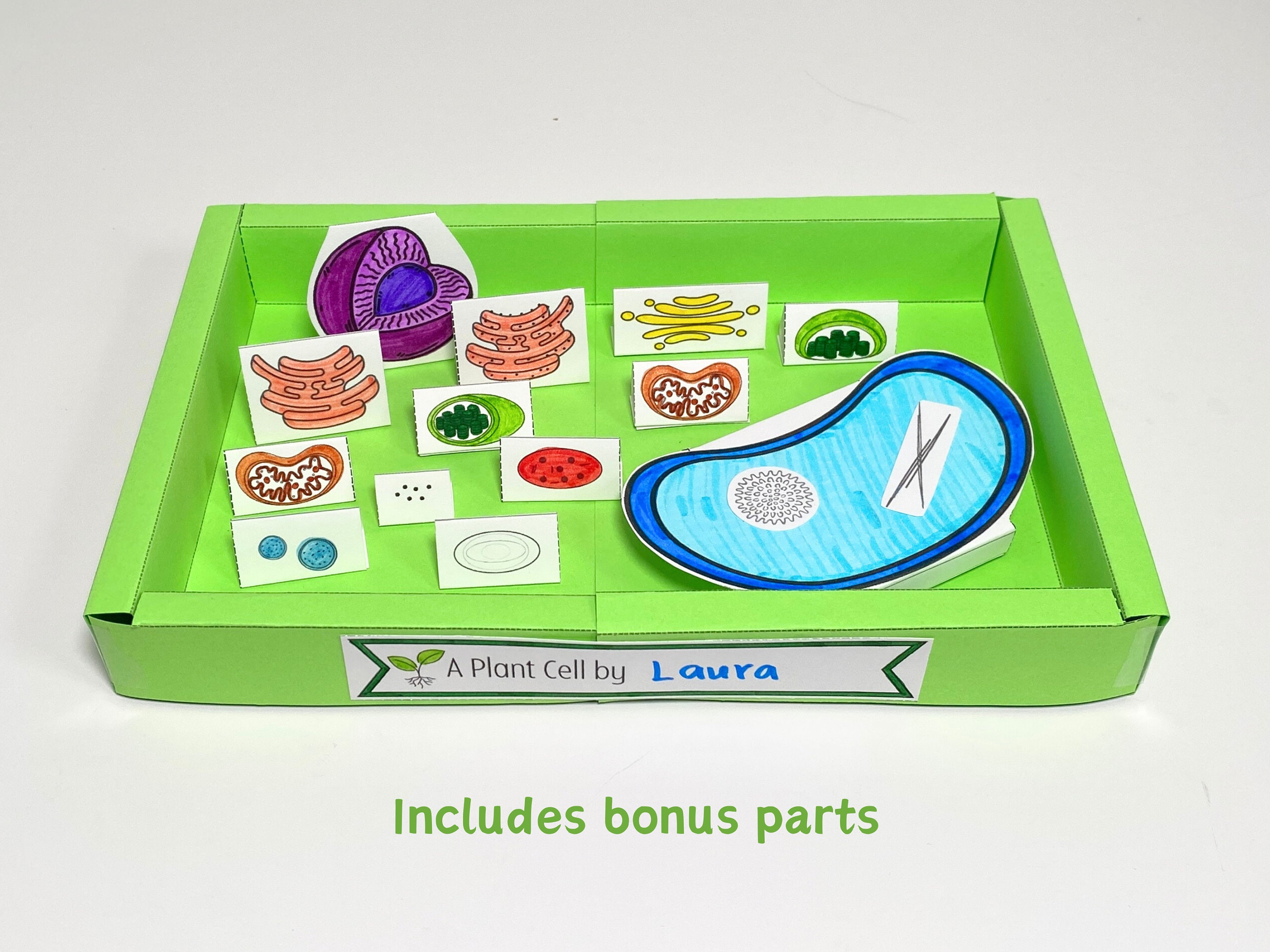Paper Plant Cell Model - Etsy