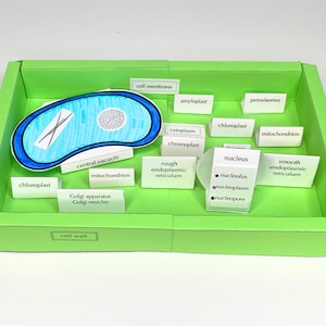 Paper Plant Cell Model - Etsy