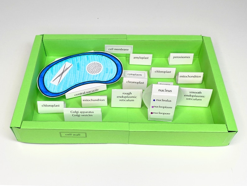 Paper Plant Cell Model - Etsy