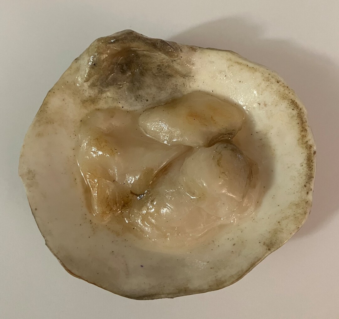 Full Size Clam on the Half Shell Fridge Magnet, Raw Clam Magnet, Full ...