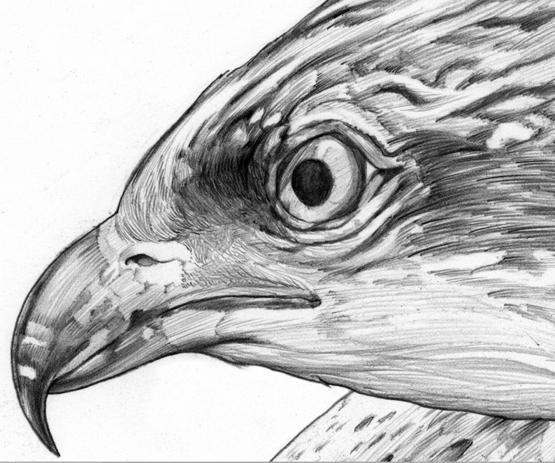 Birds of Prey - Etsy
