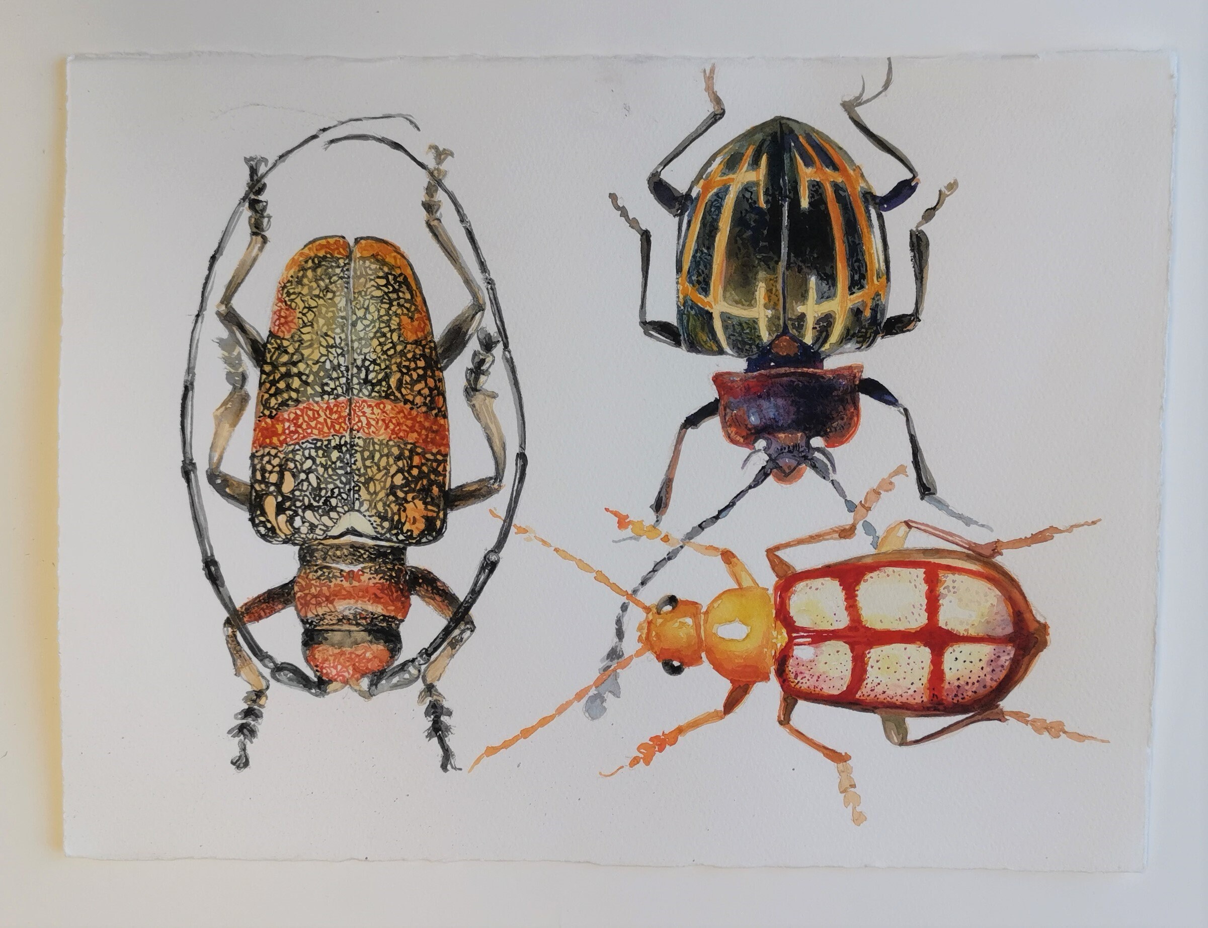 Watercolor Painting Original | Beetles Illustration | Bugs and Insects ...