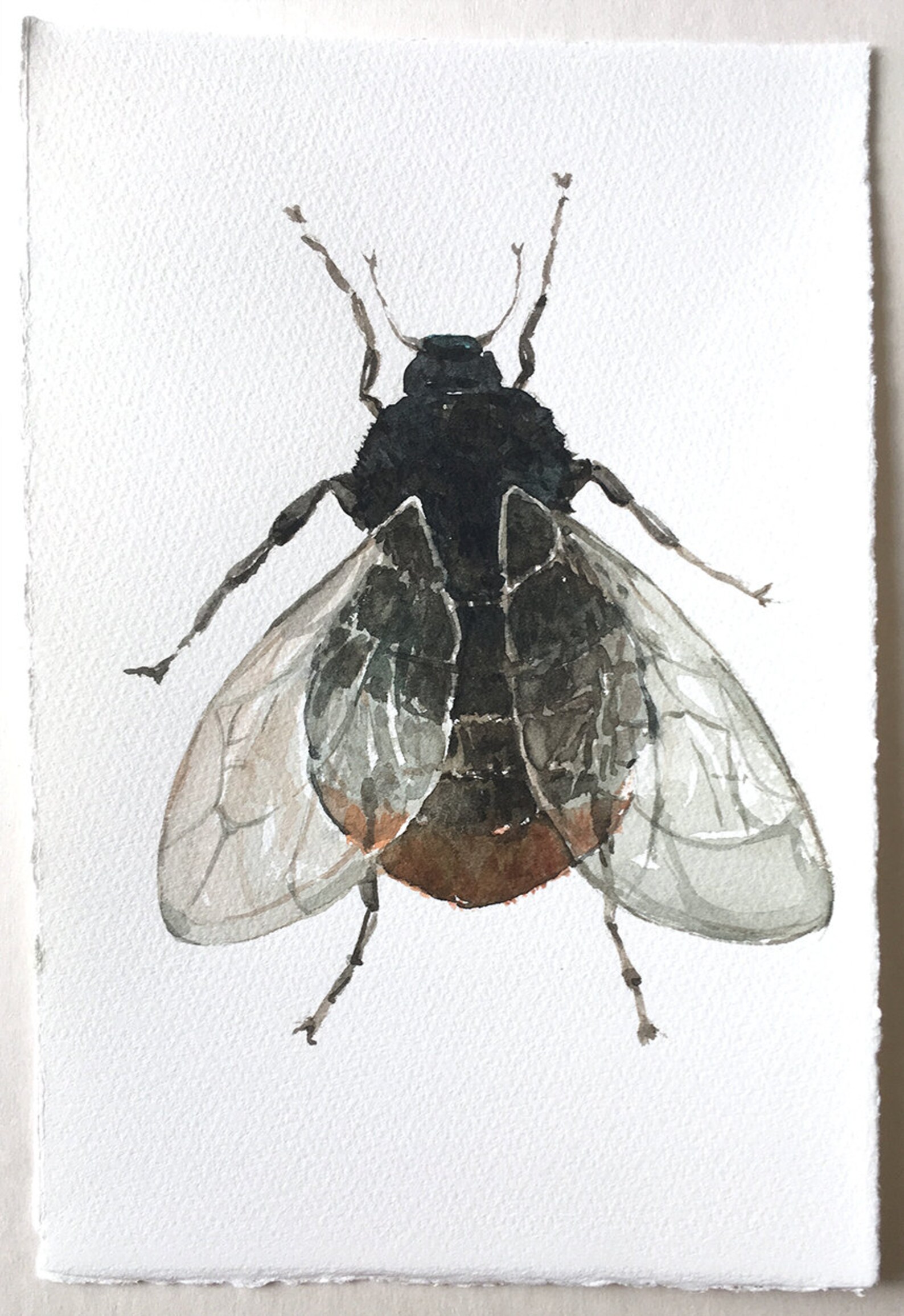Flying Insect Painting Watercolour Art Original Bee Wall Art/ Botanical ...