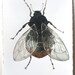 Flying Insect Painting Watercolour Art Original Bee Wall Art/ Botanical ...