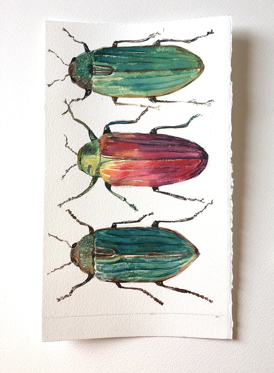 Three Bugs Watercolour Painting, Beetles Illustration, Insect Wall Art ...