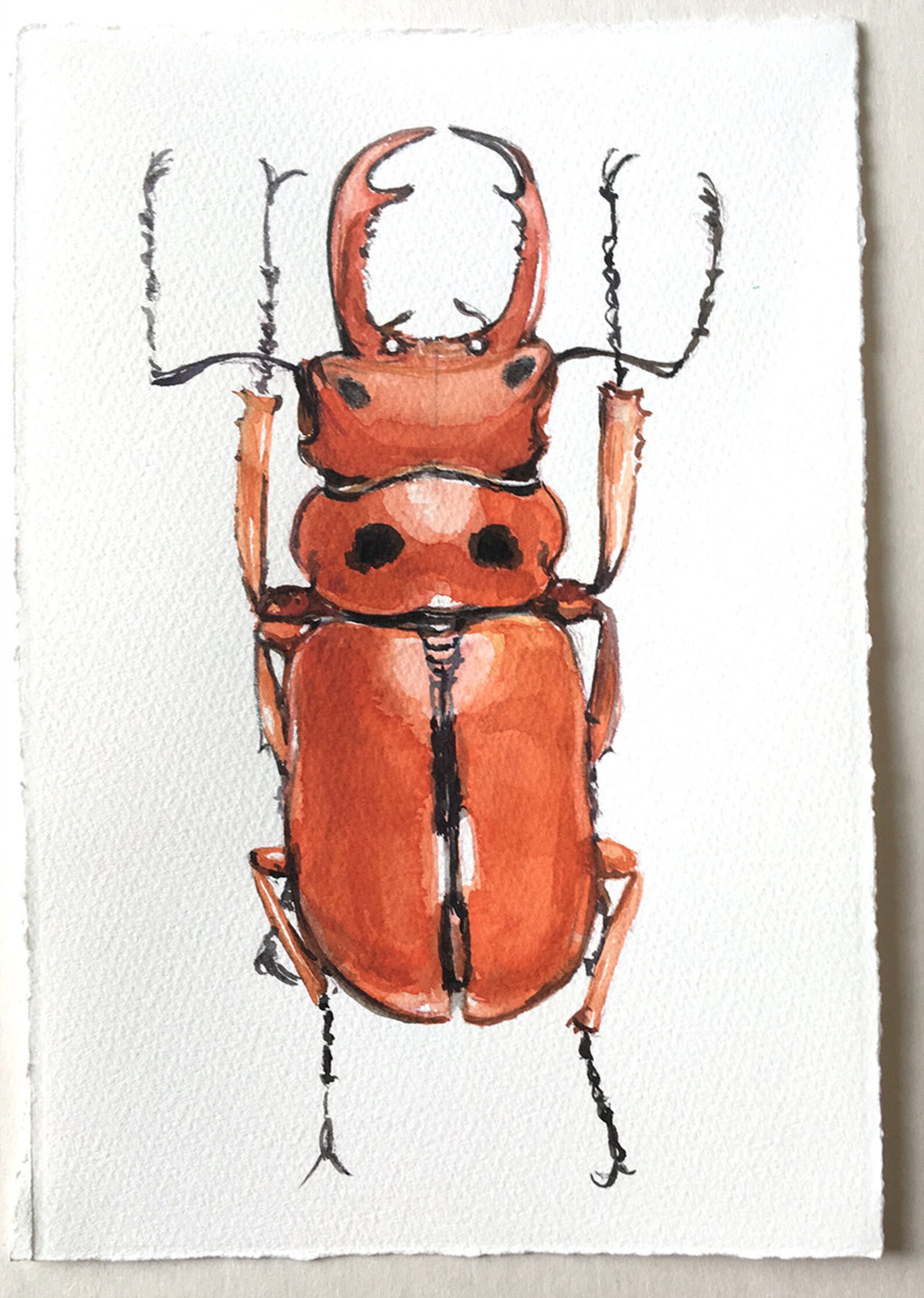 Beetle Painting, Insects Illustration, Beetle Wall Art, Tomato Red ...