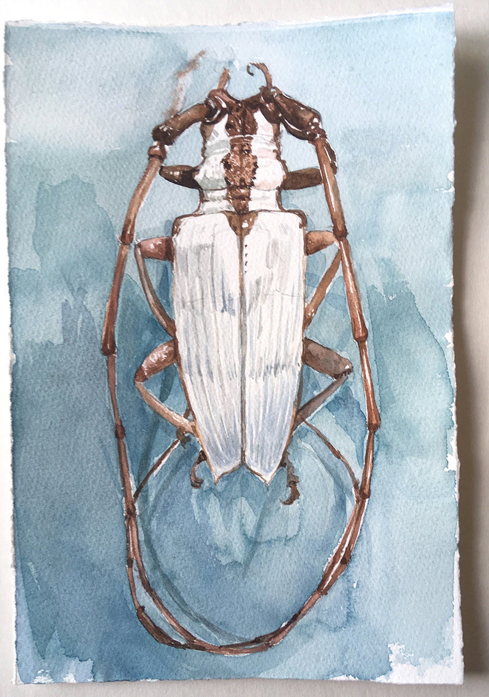 Watercolour Beetle Painting | White Longhorn Beetle Illustration ...