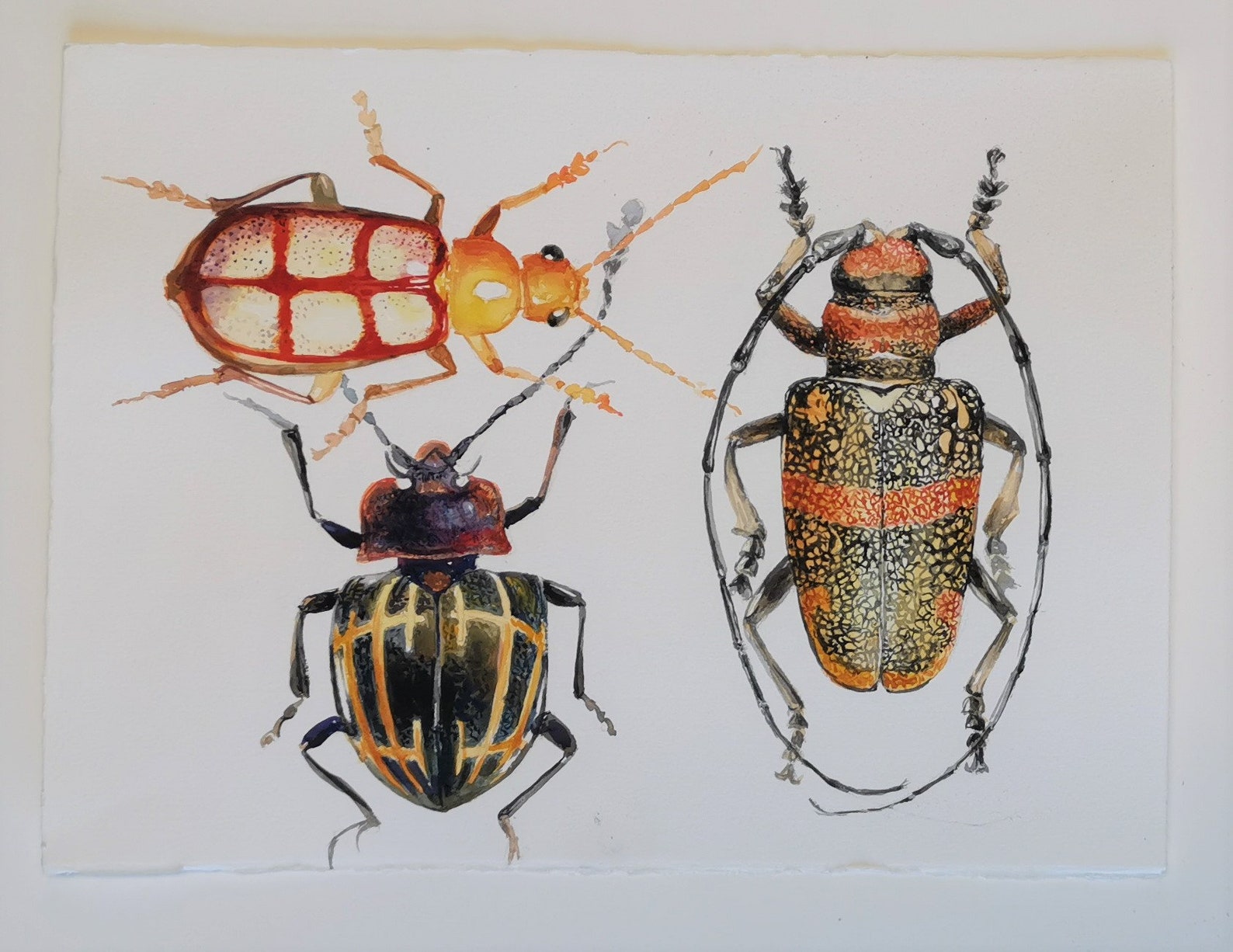 Watercolor Painting Original | Beetles Illustration | Bugs and Insects ...
