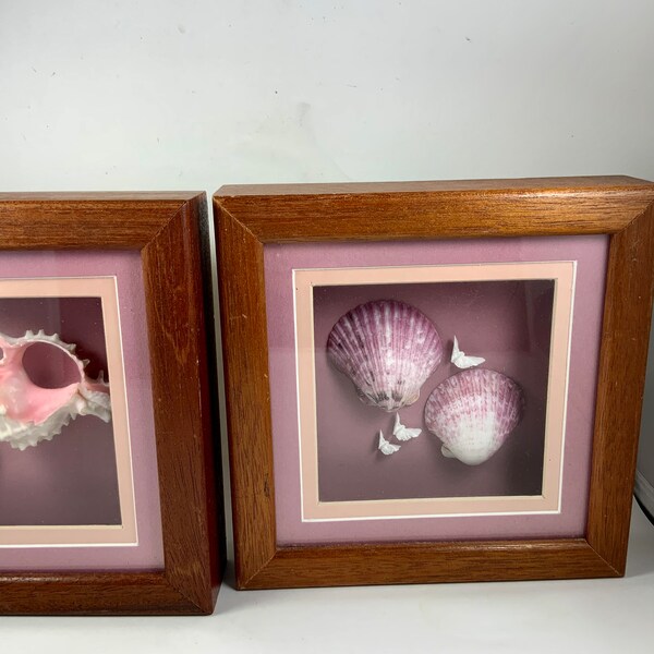 Shell Shadow Box - Etsy