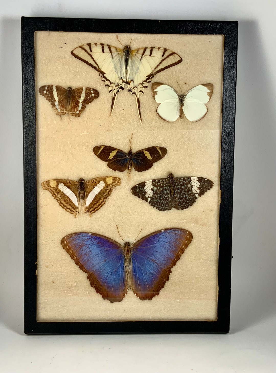 Vintage BUTTERFLY TAXIDERMY DISPLAY, Glass Shadow Box Frame, Home Decor ...
