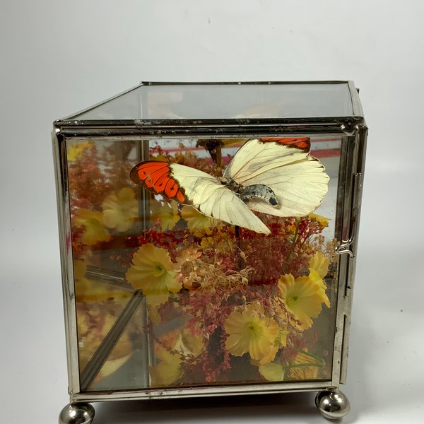 Butterfly Encased in Glass - Etsy