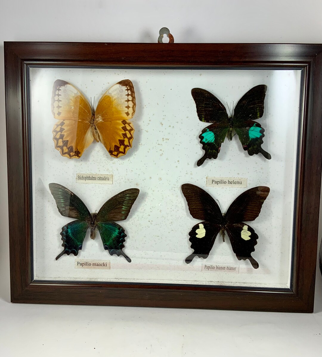 Vintage BUTTERFLY TAXIDERMY DISPLAY, Shadow Box Frame, (set of 4) - Etsy