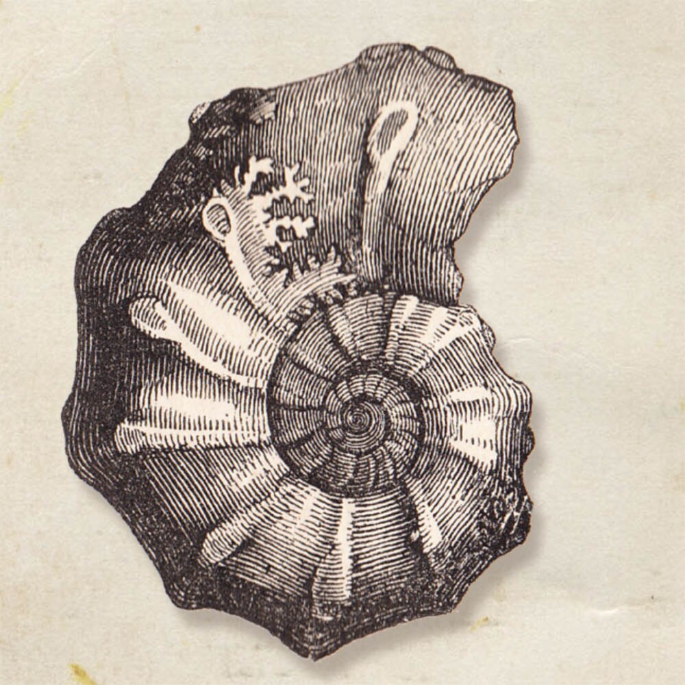 Sea Shell Print Ammonites Bipartitus Fossil - Etsy