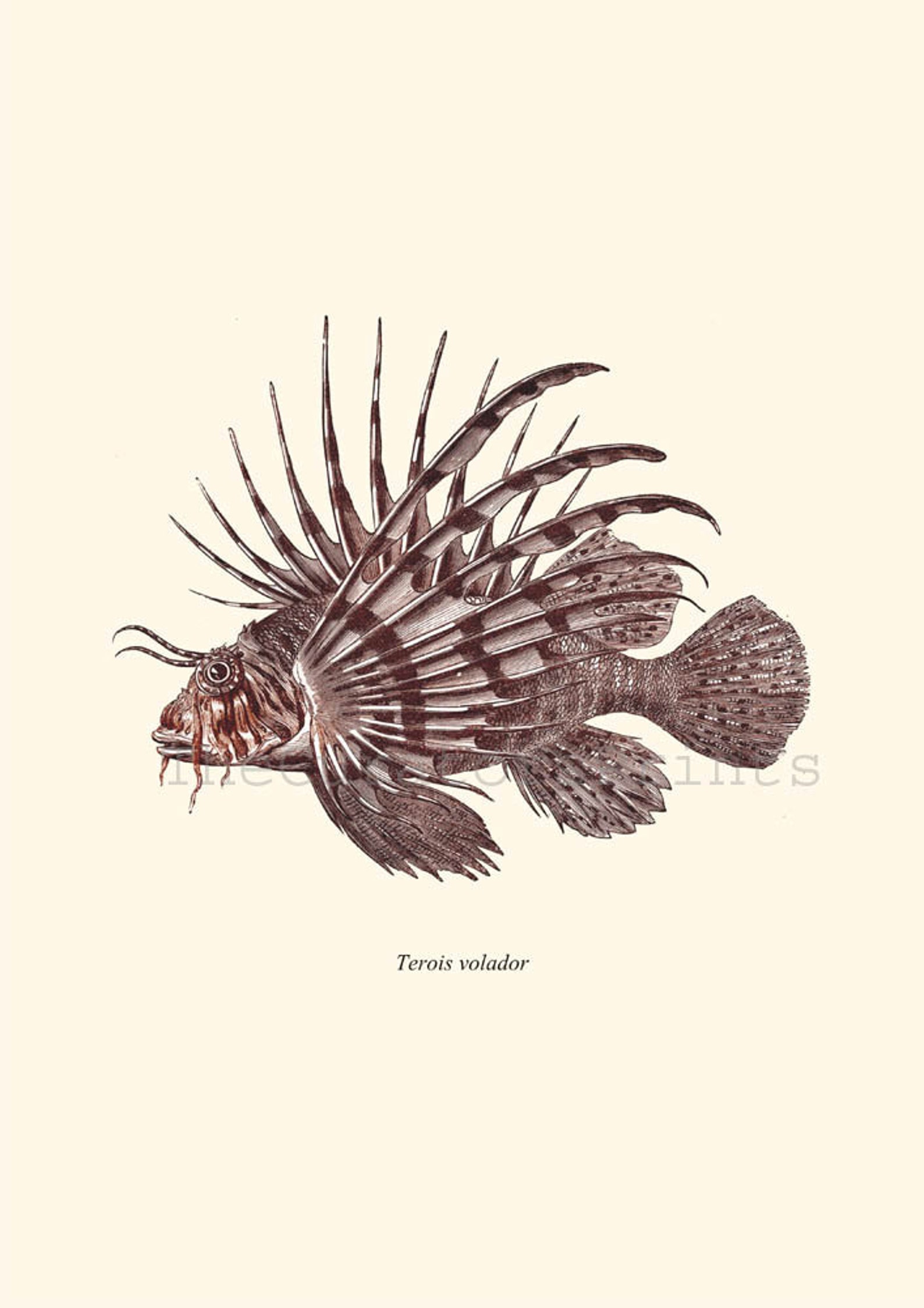 Antique Lionfish Print Pterois 1874 Restored Image Natural - Etsy
