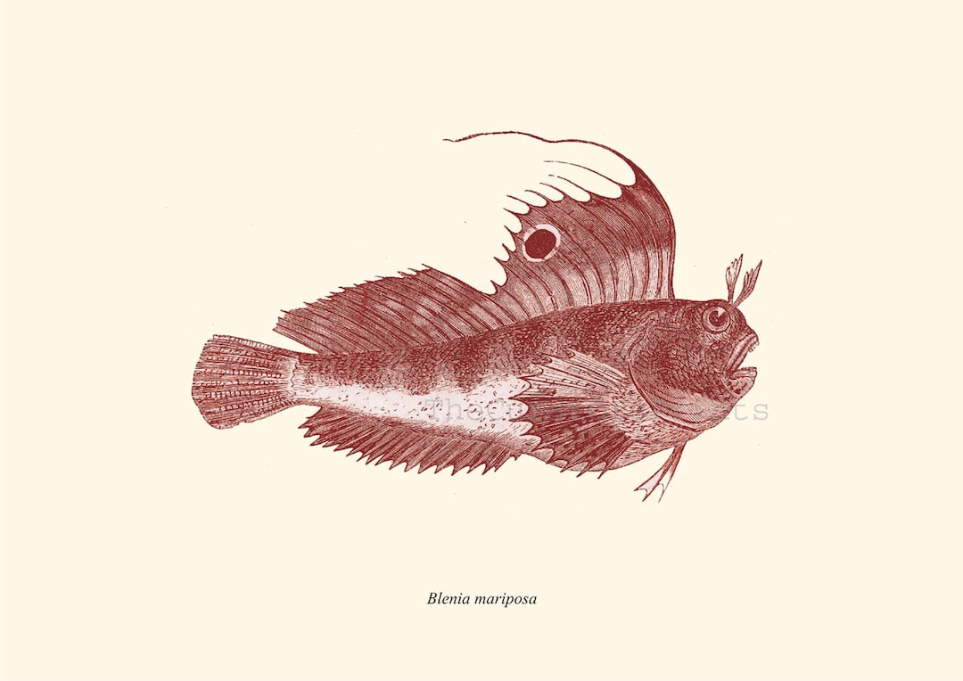 Butterfly Blenny Print Fish Natural History Blennius Ocellaris - Etsy