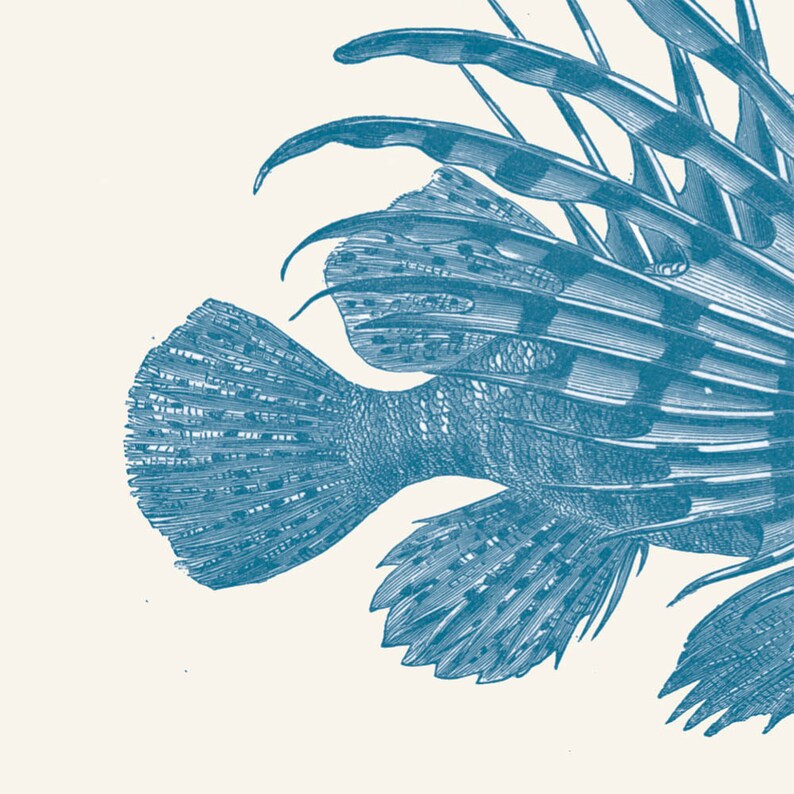 Antique Lionfish Print Pterois 1874 Restored Image Natural History - Etsy