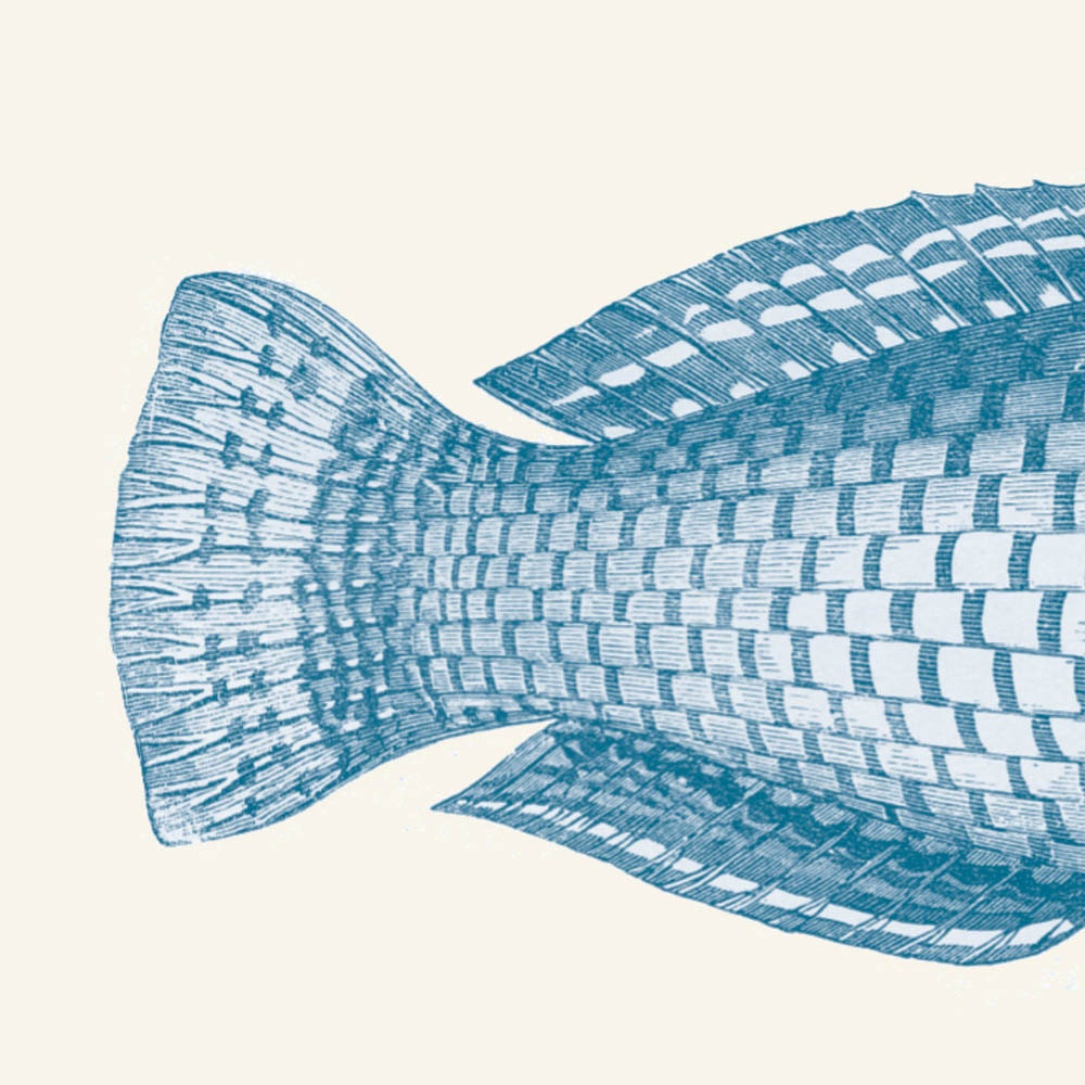 Tautog or Blackfish Print Recovered Vintage Illustration - Etsy