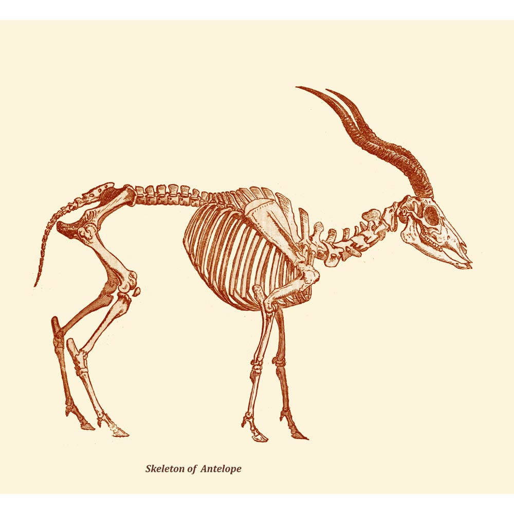 Antelope Skeleton