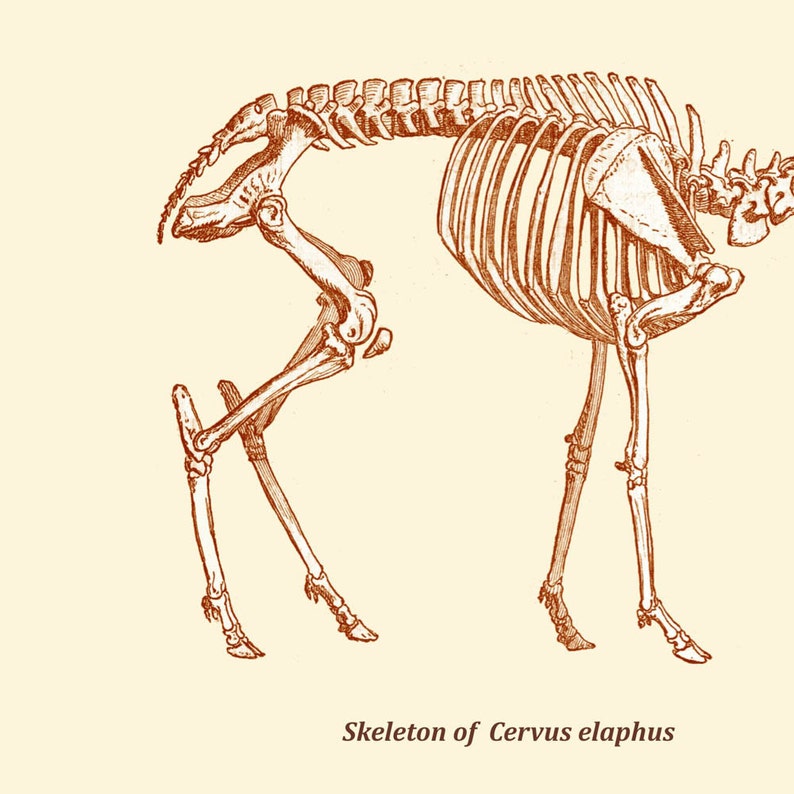 Red Deer Skeleton Print From Antique Illustration Recovered - Etsy