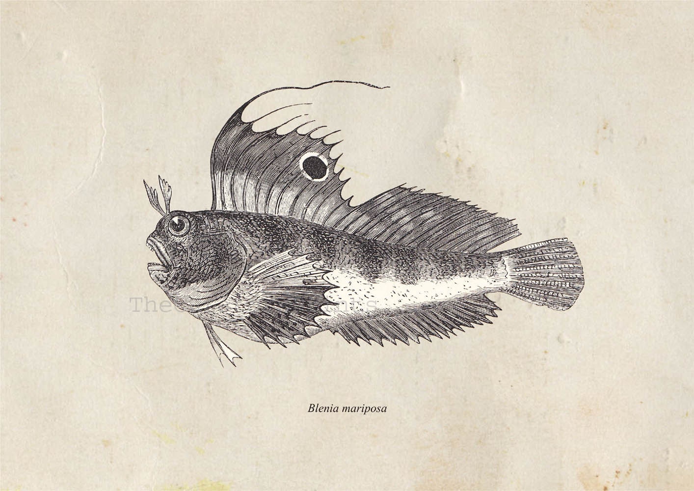 Fish Print Butterfly Blenny Blennius Ocellaris Natural History - Etsy