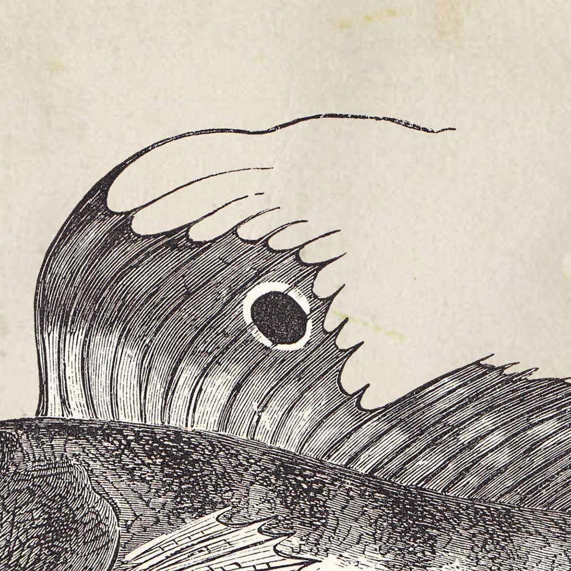 Fish Print Butterfly Blenny Blennius Ocellaris Natural History - Etsy