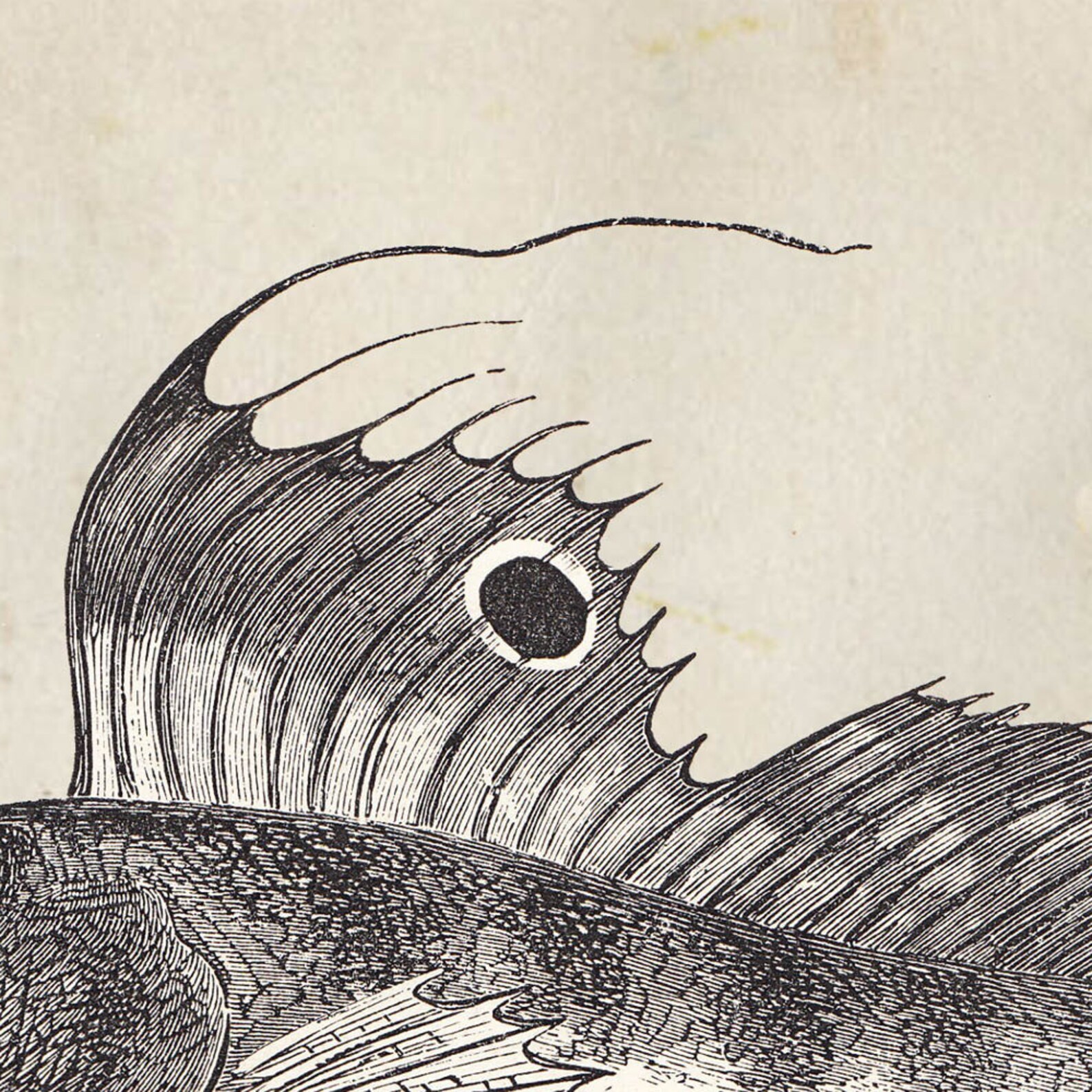 Fish Print Butterfly Blenny Blennius Ocellaris Natural History - Etsy