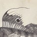 Fish Print Butterfly Blenny Blennius Ocellaris Natural History - Etsy
