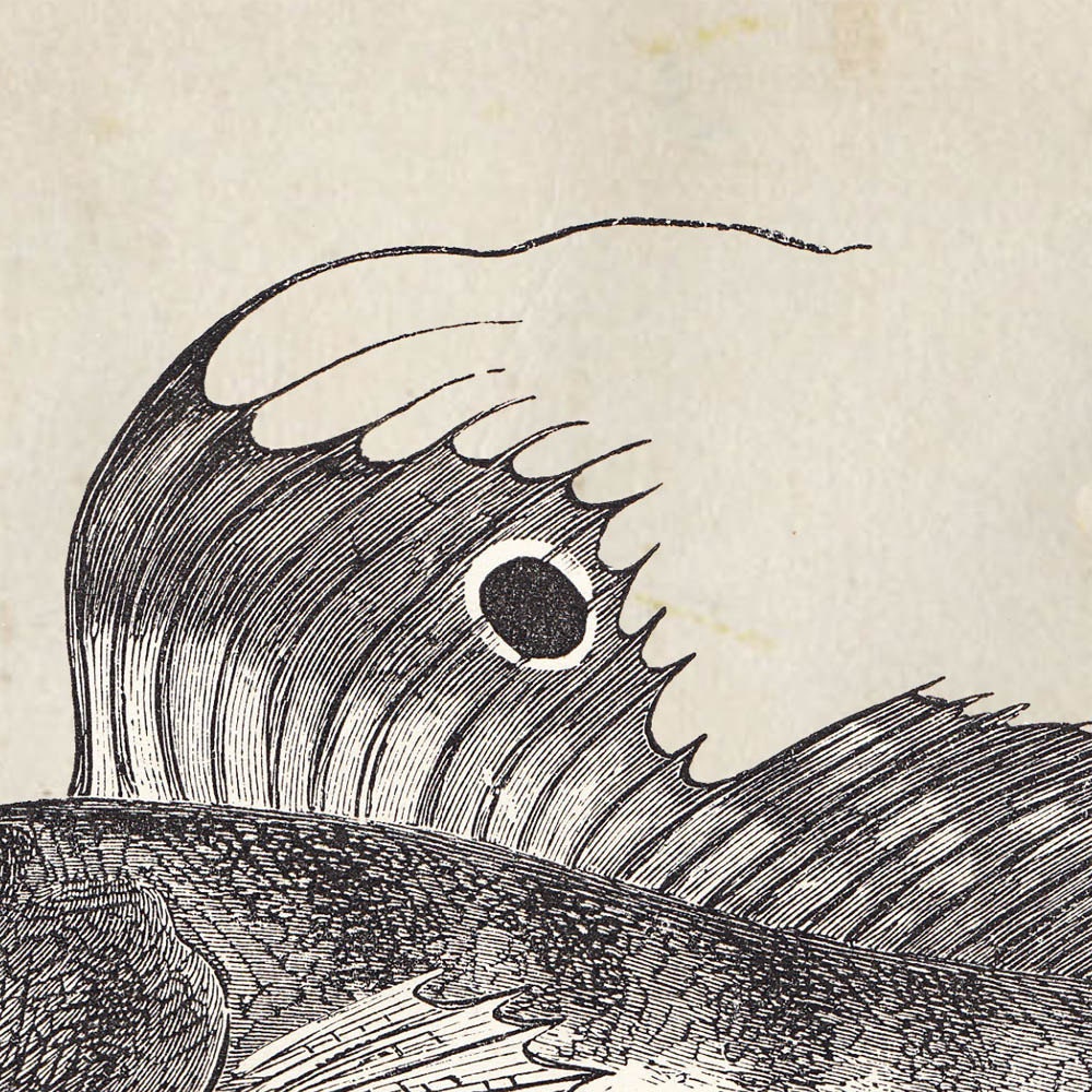 Fish Print Butterfly Blenny Blennius Ocellaris Natural History - Etsy