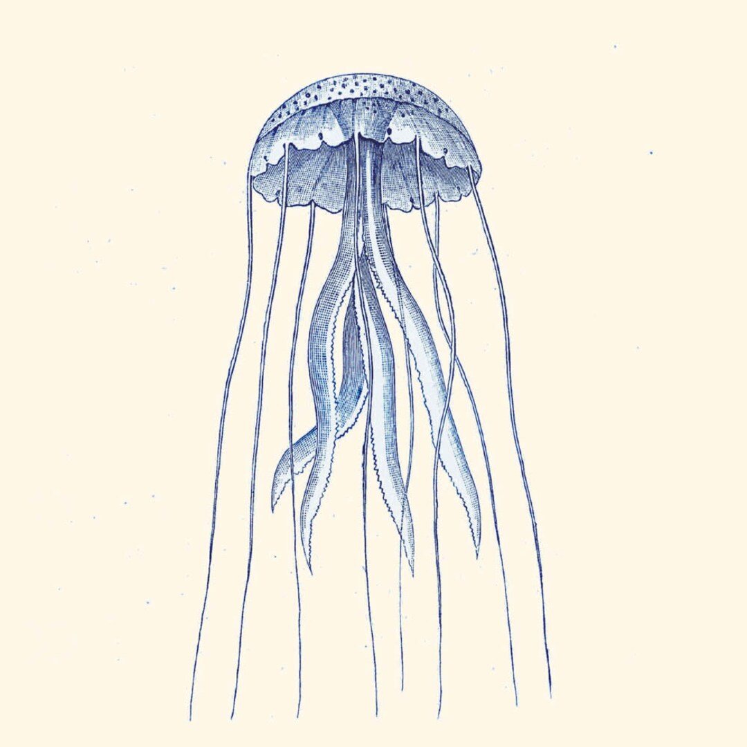 Antique Jellyfish Art Sea Beach Art Ocean Art Nautical Print Nature ...