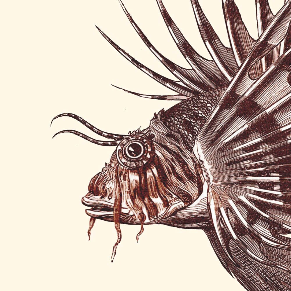 Antique Lionfish Print Pterois 1874 Restored Image Natural | Etsy