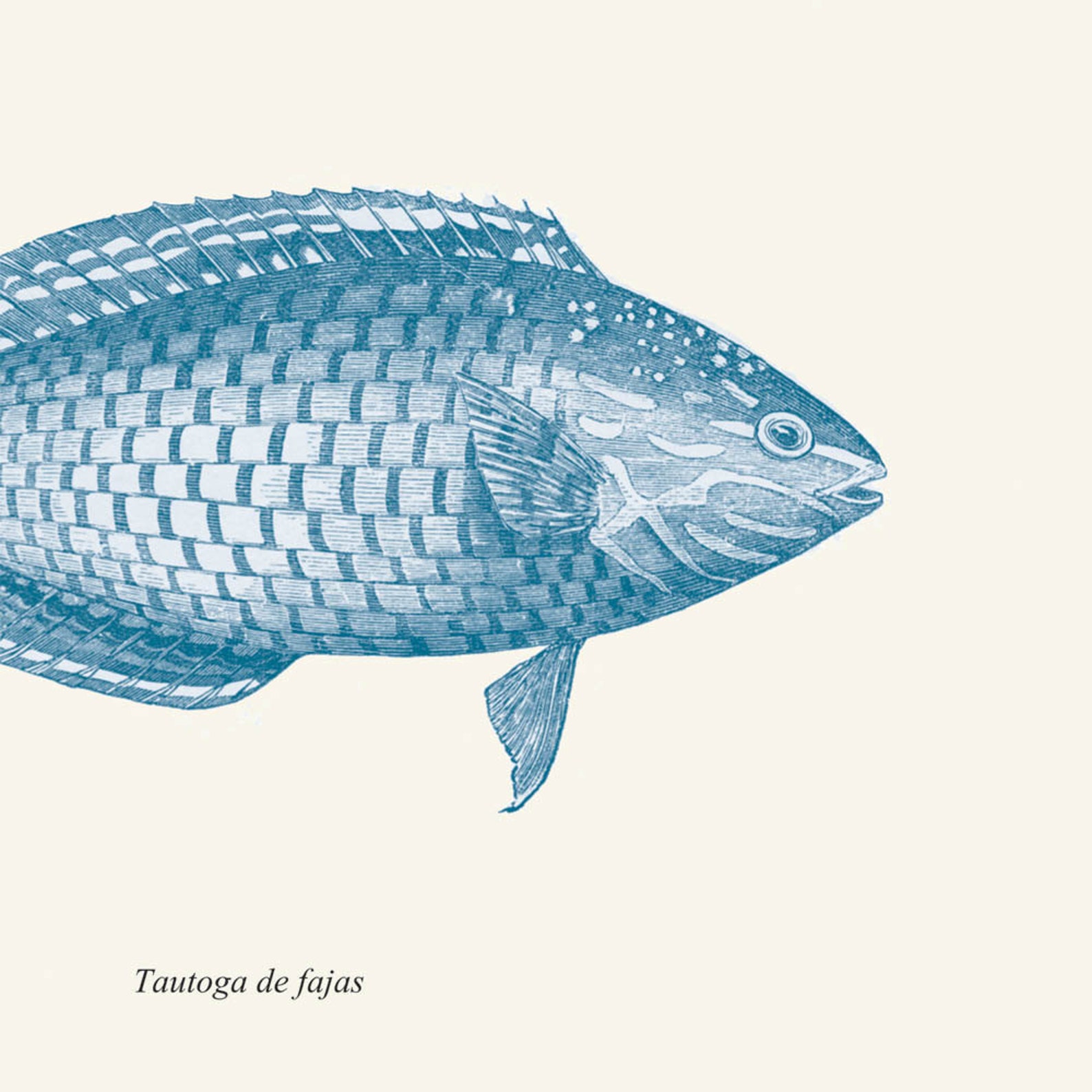 Tautog or Blackfish Print Recovered Vintage Illustration - Etsy