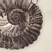 Sea Shell Print Ammonites Planorbis Fossil Art Print Decorative Wall ...