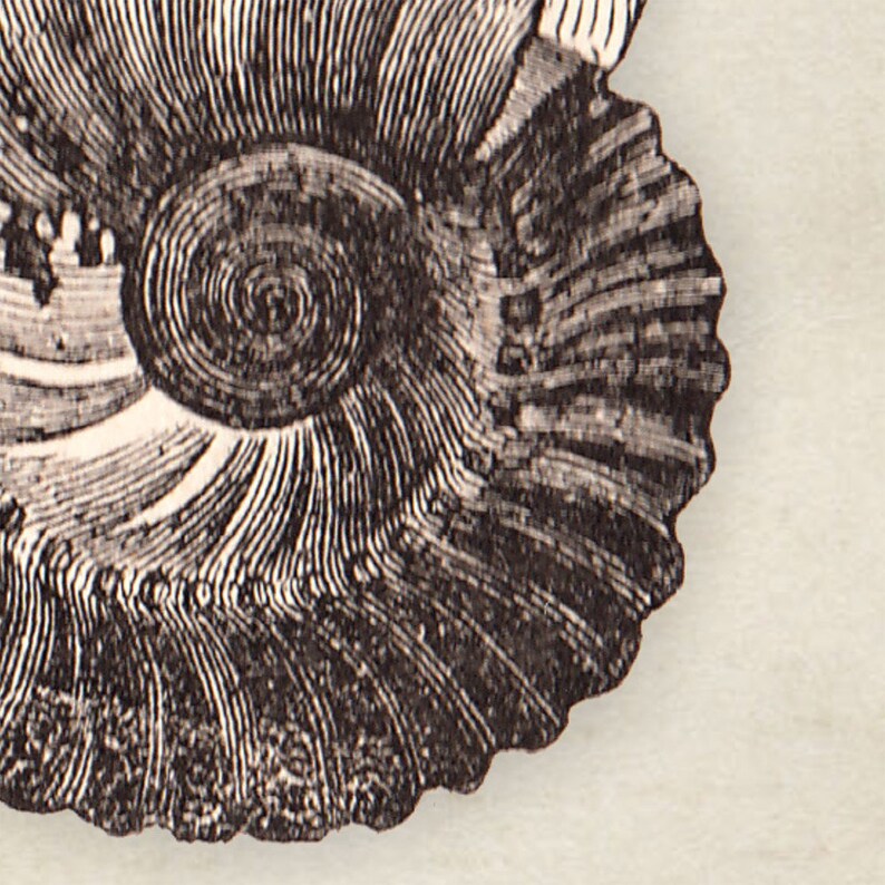 Sea Shell Print Ammonites Planorbis Fossil Art Print Decorative Wall ...