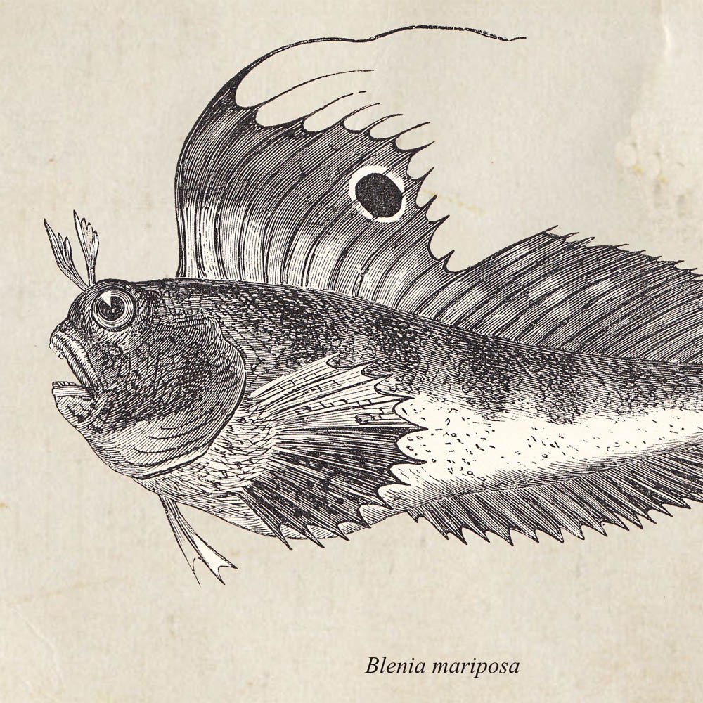 Fish Print Butterfly Blenny Blennius Ocellaris Natural History - Etsy