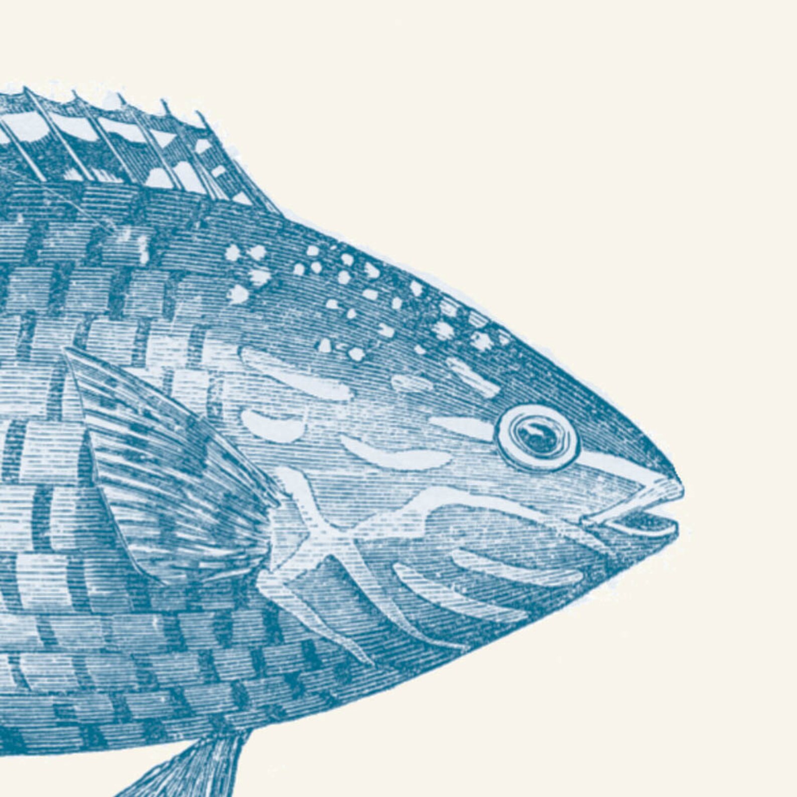 Tautog or Blackfish Print Recovered Vintage Illustration - Etsy