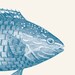 Tautog or Blackfish Print Recovered Vintage Illustration - Etsy