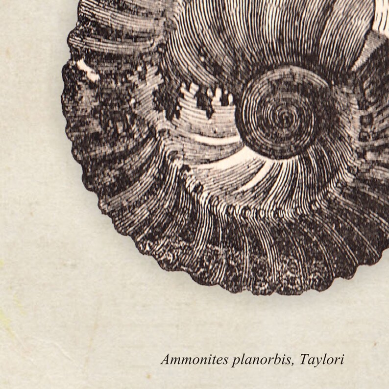 Sea Shell Print Ammonites Planorbis Fossil Art Print Decorative Wall ...