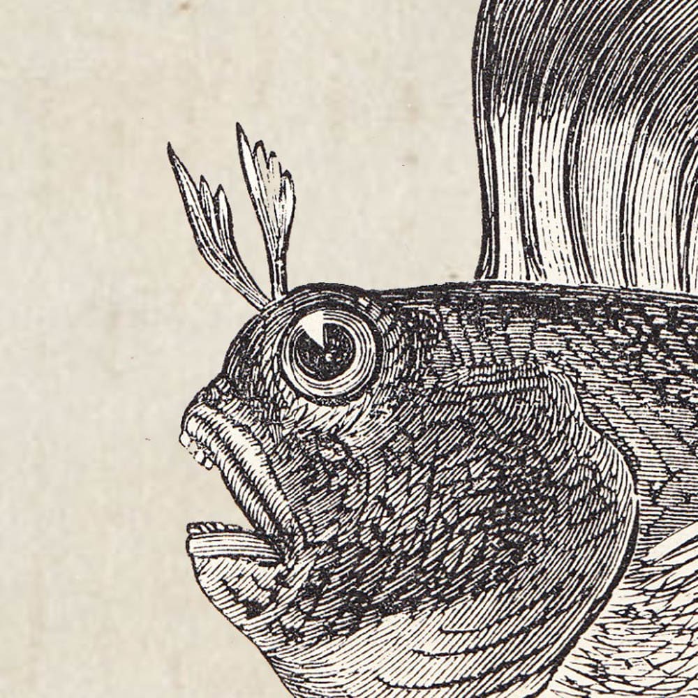 Fish Print Butterfly Blenny Blennius Ocellaris Natural History - Etsy