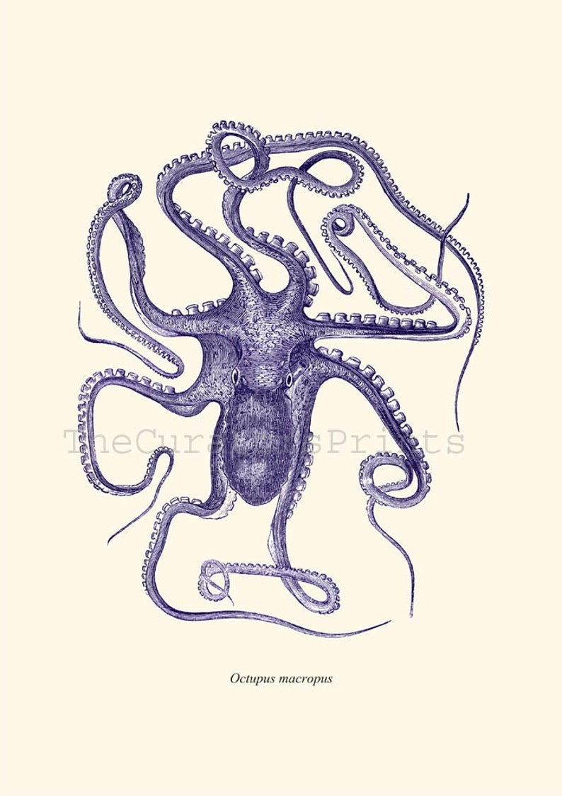 Octopus Blue Octopus Print Nautical Print Beach House Decor - Etsy