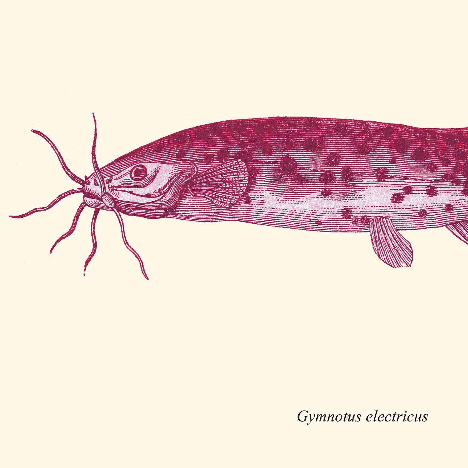 Antique Electric Fish Print Purple 1874 Restored Image Natural - Etsy